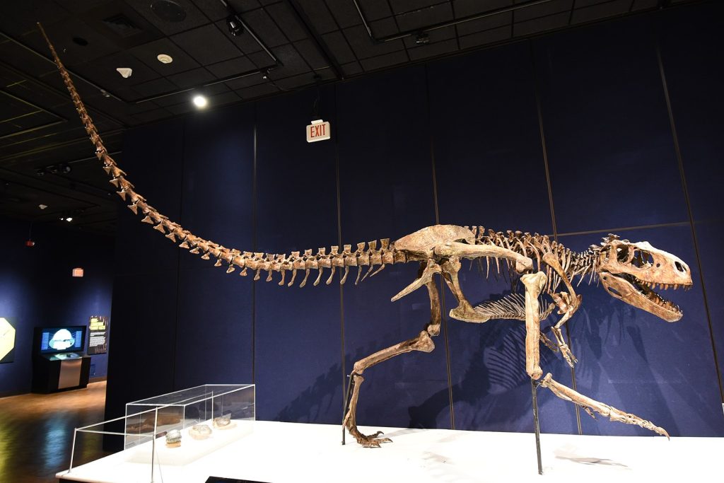 Albertosaurus – Journeys Resource