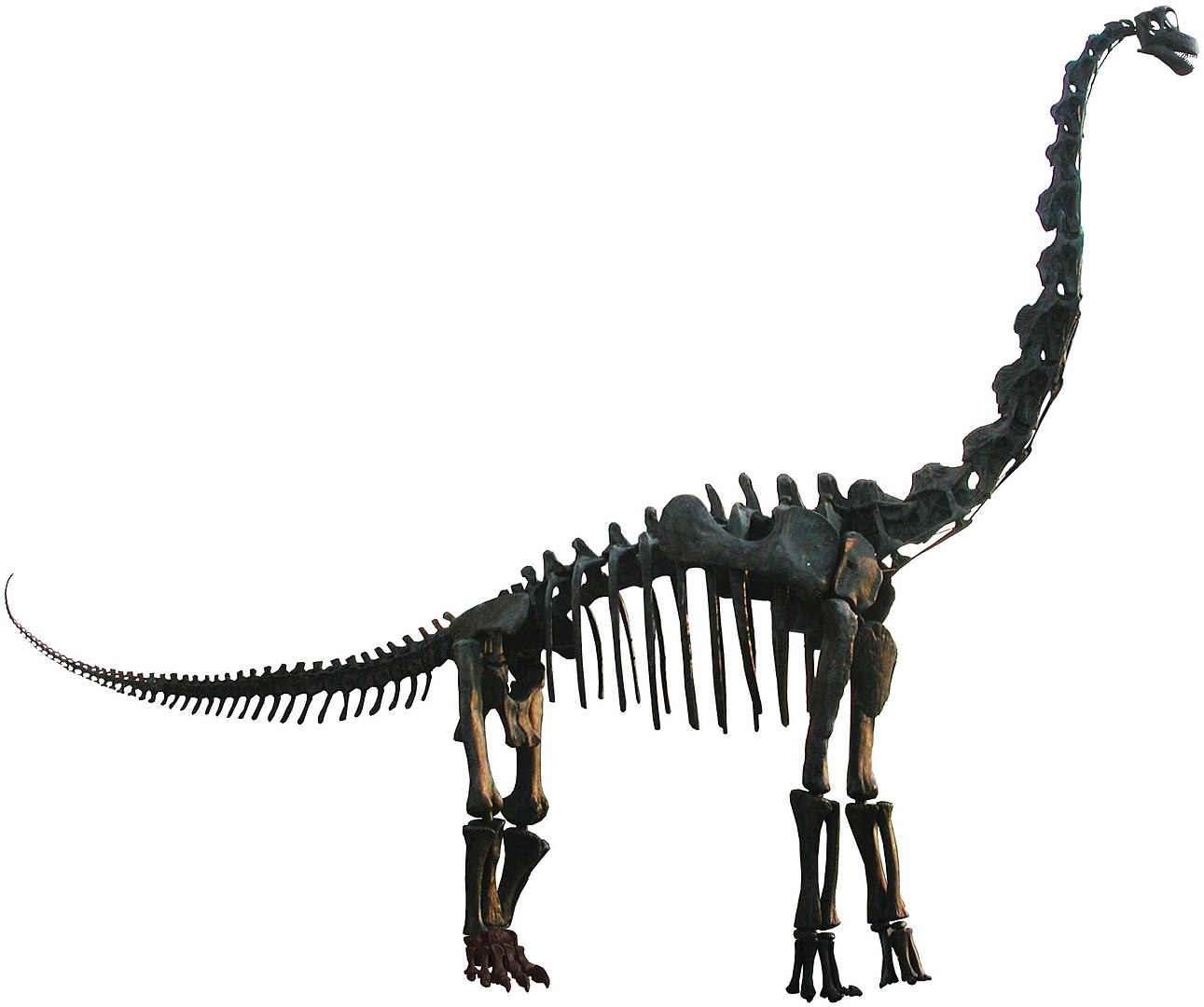 Brachiosaurus – Journeys Resource