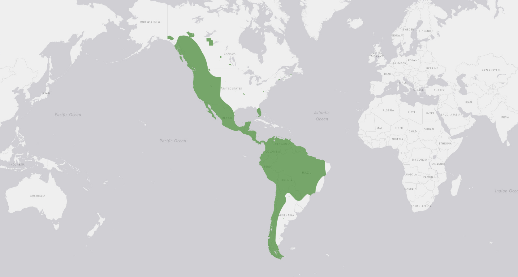 Cougars – Journeys Resource