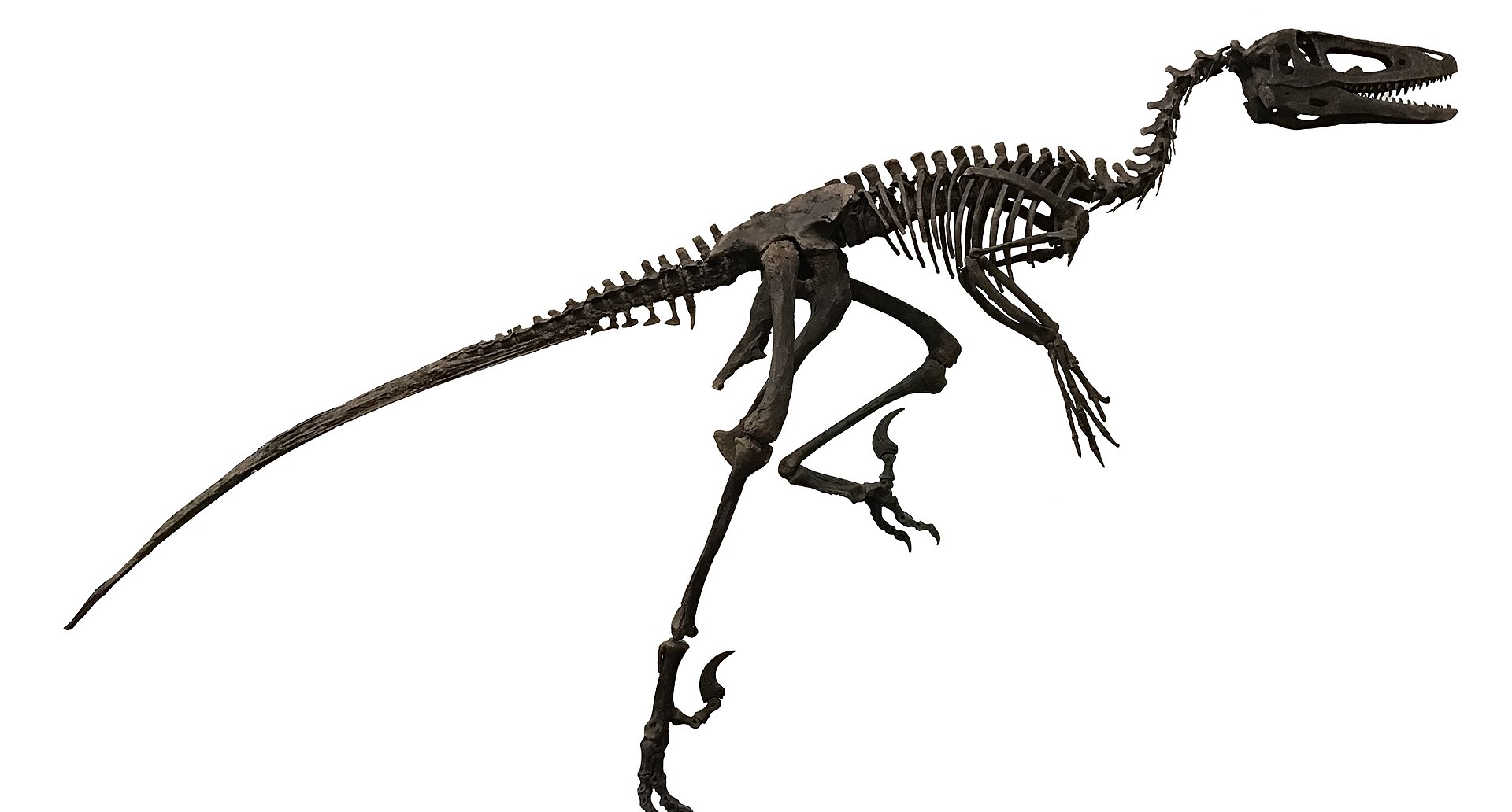 Dakotaraptor – Journeys Resource