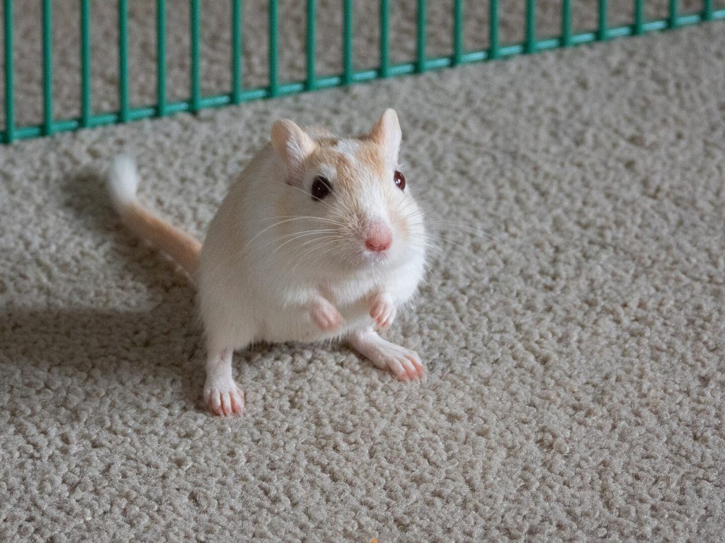 Gerbils – Journeys Resource