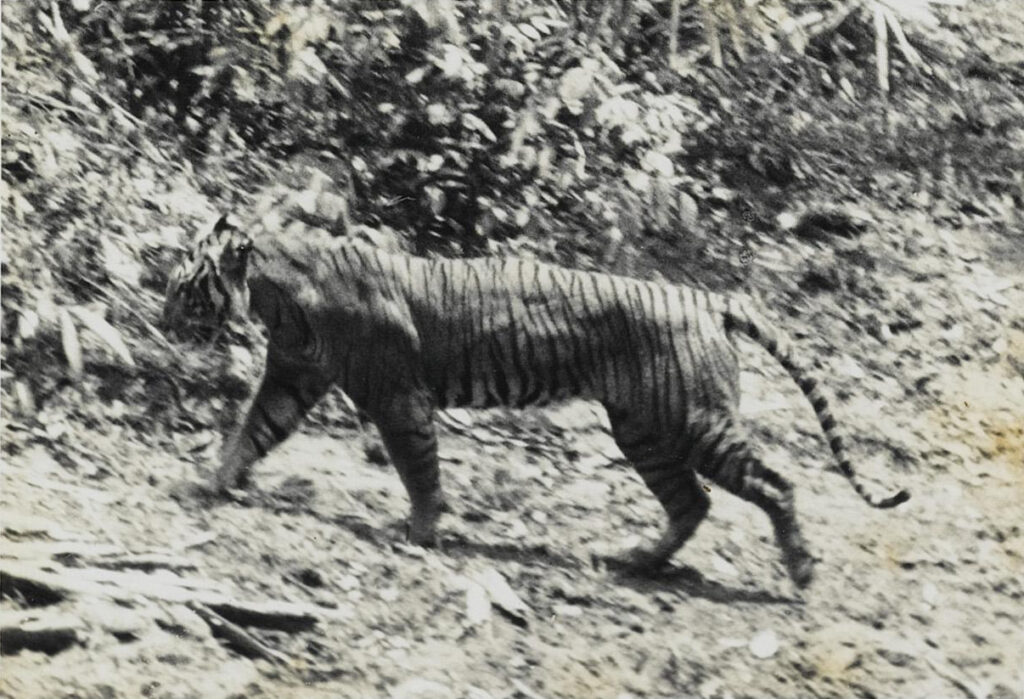 Tigers – Journeys Resource