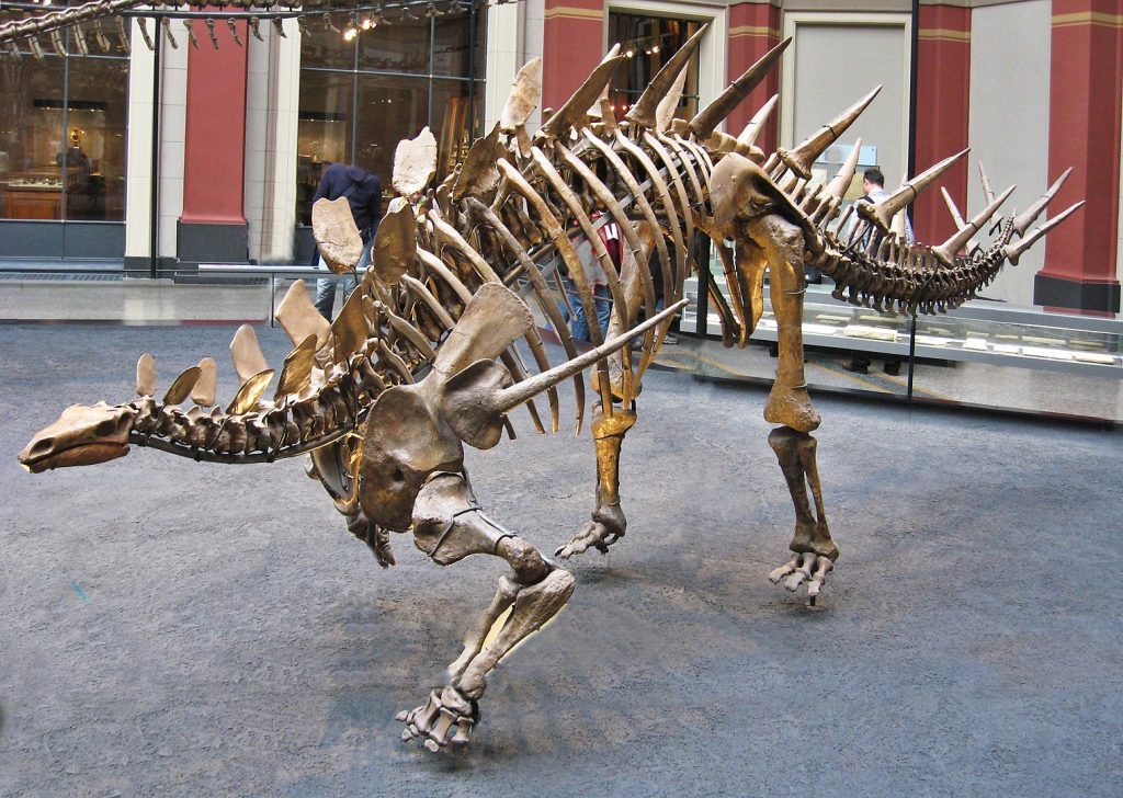 Kentrosaurus – Journeys Resource