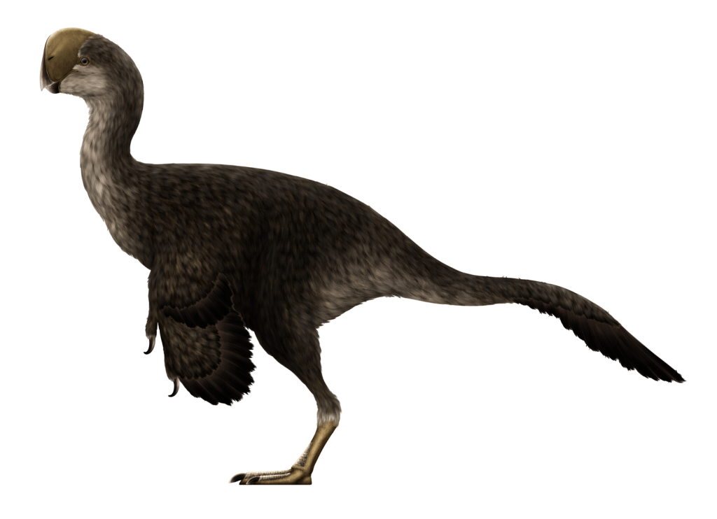 Oviraptor – Journeys Resource