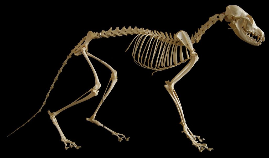 Foxes – Journeys Resource