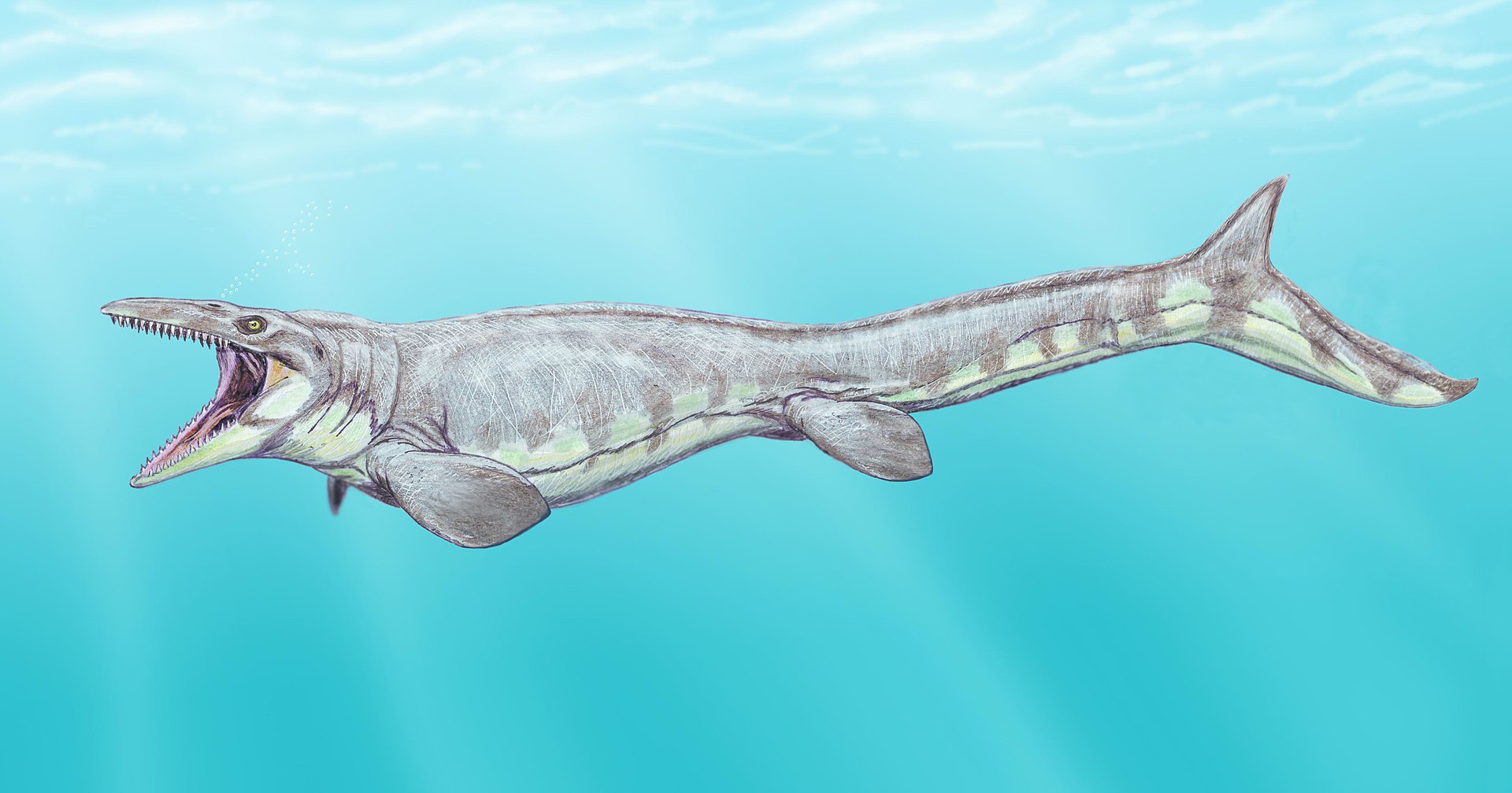 Tylosaurus – Journeys Resource