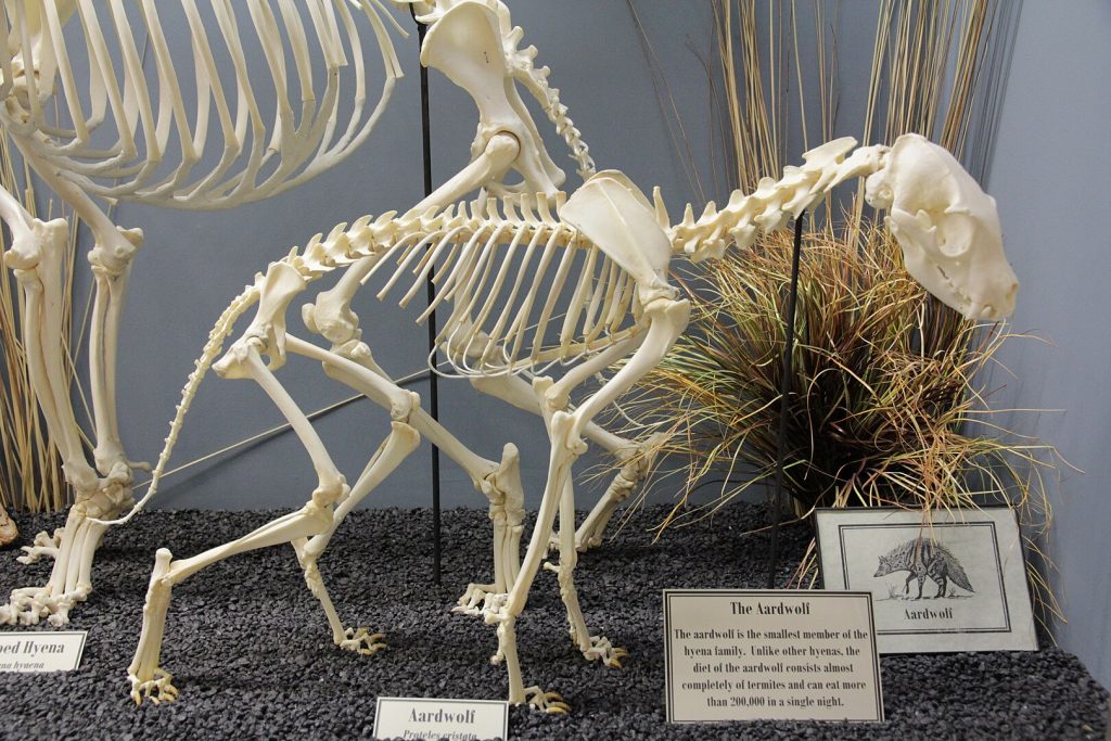 Hyenas – Journeys Resource