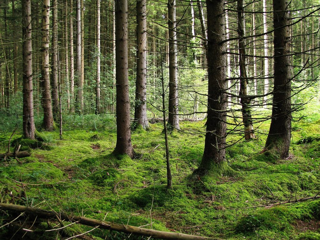 CIE Science Week – Biomes – Journeys Resource
