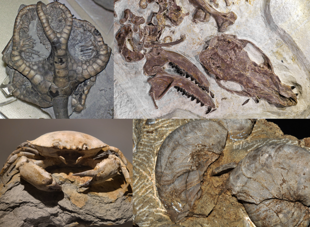 CIE Science Week – Excavating Fossils – Journeys Resource