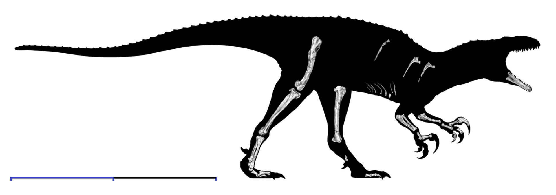 Australovenator – Journeys Resource