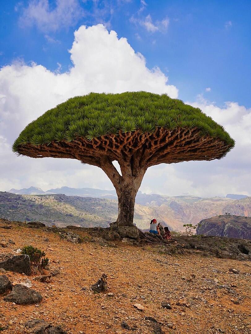 Dragon Trees – Journeys Resource