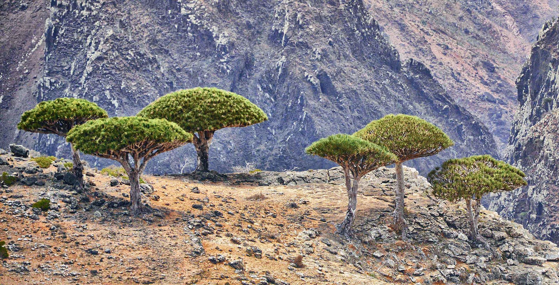 Dragon Trees – Journeys Resource