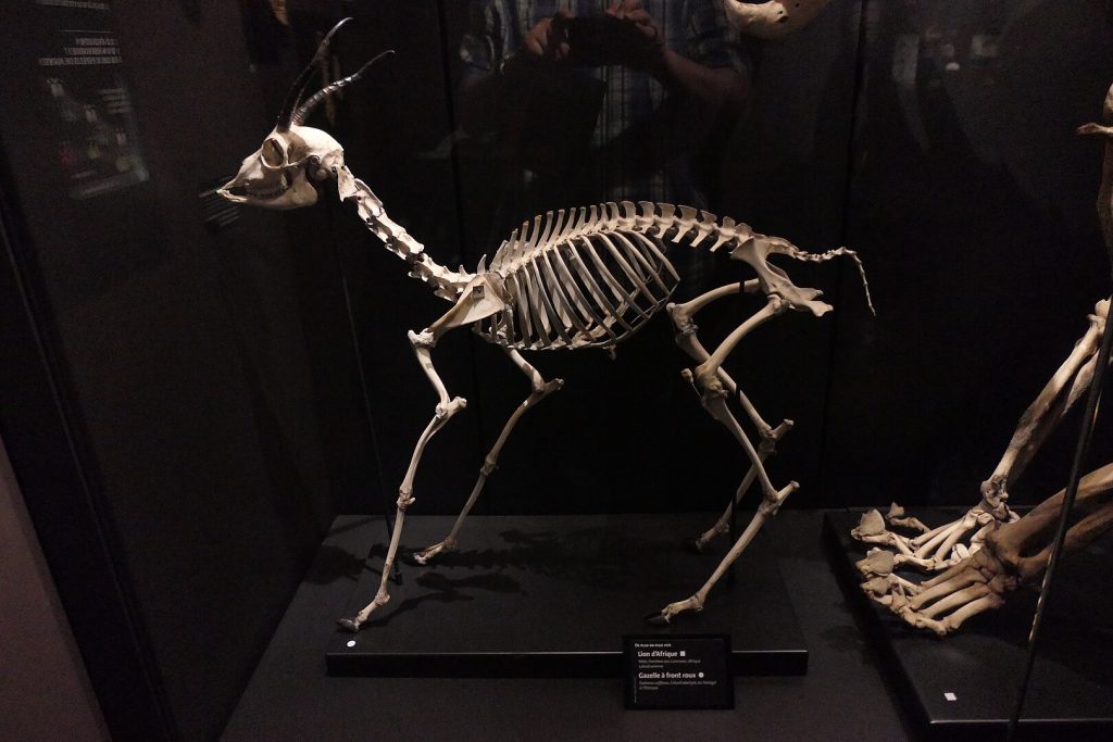 Gazelles – Journeys Resource