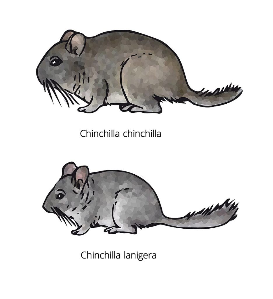 Chinchillas – Journeys Resource