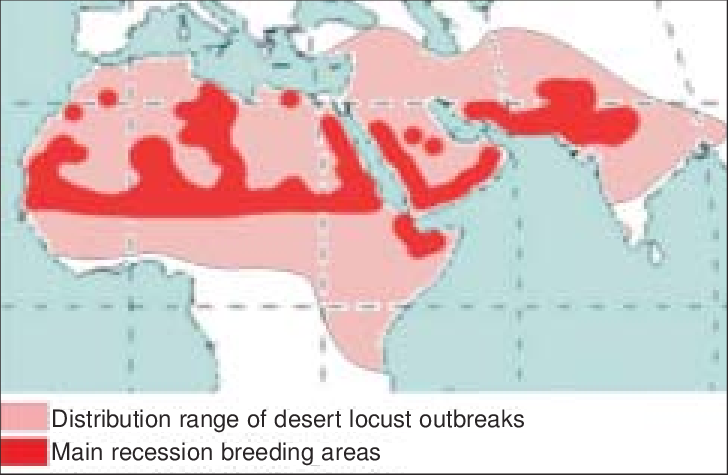 Locusts – Journeys Resource