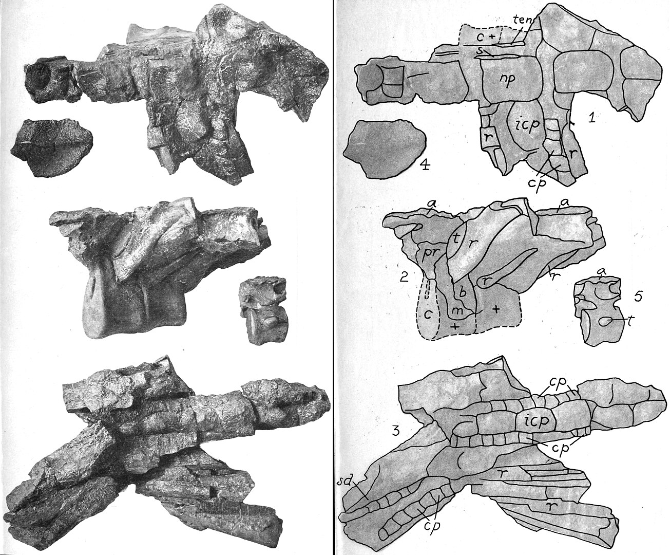 Nodosaurus – Journeys Resource