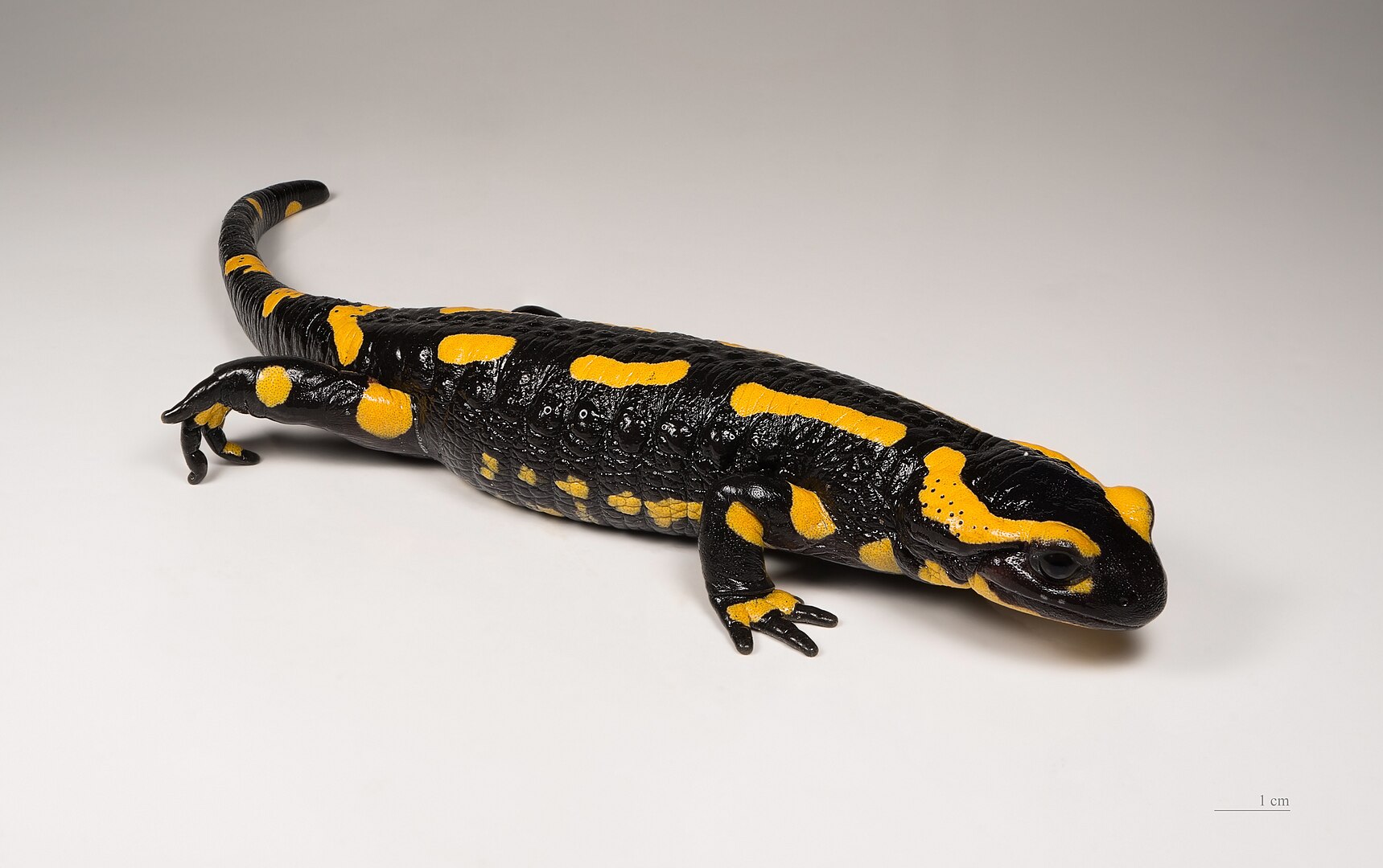 Salamanders – Journeys Resource