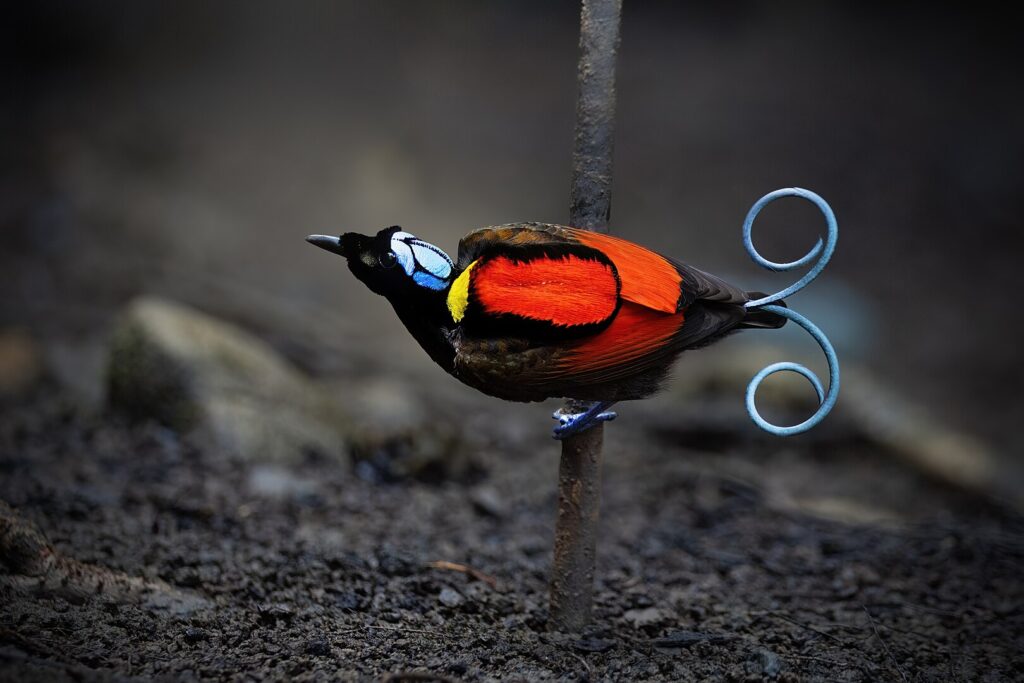 Birds-of-Paradise – Journeys Resource