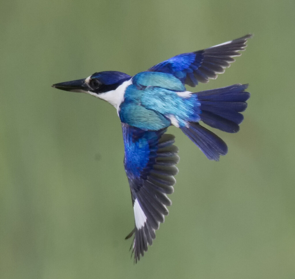 Kingfishers – Journeys Resource