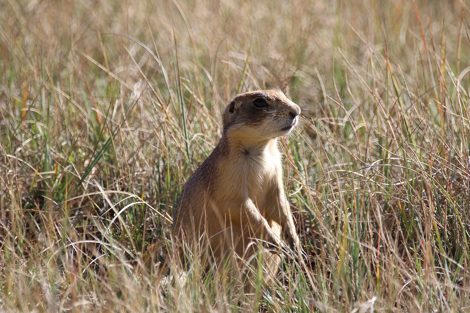 Prairie Dogs – Journeys Resource