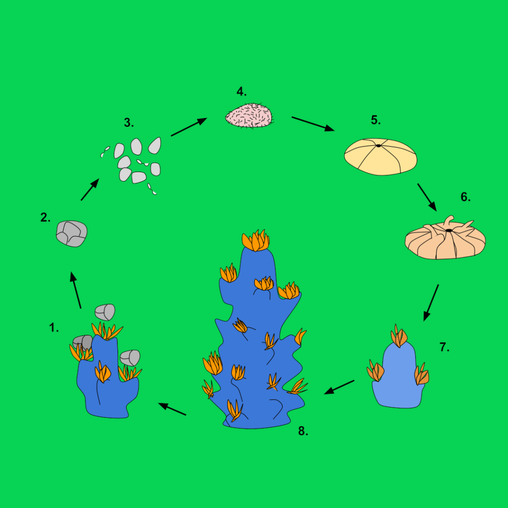Coral – Journeys Resource